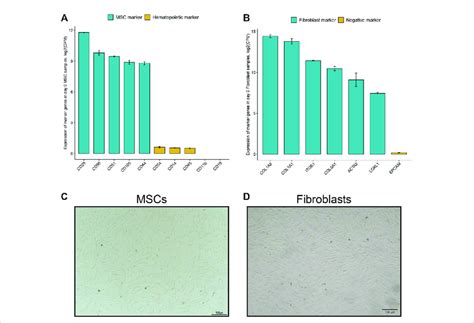 Characterization Of Mscs And Dermal Fibroblasts A Marker Gene