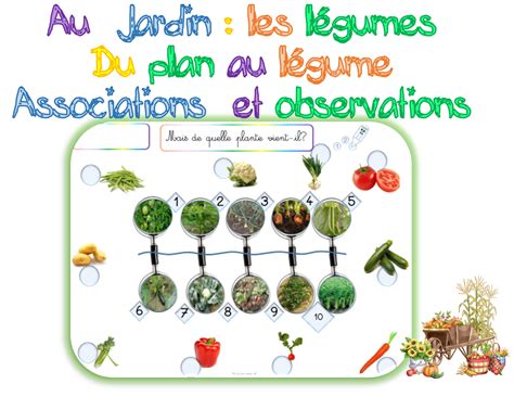 Les Légumes Observations Association Racine Feuille Fruit