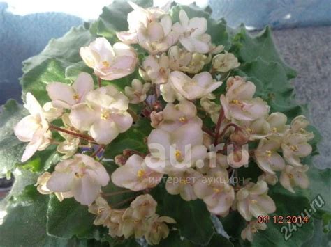 Фиалка Emerald Pink взрослая — купить в Красноярске Горшечные растения