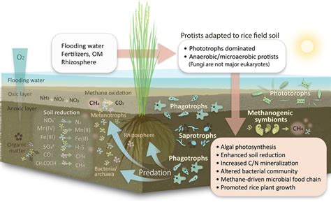Ecological And Functional Features Of Protists Right And Their Download Scientific Diagram