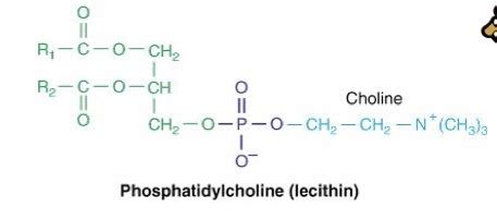MCAT Biochemistry Flashcards Chapter 1 4 Flashcards Quizlet