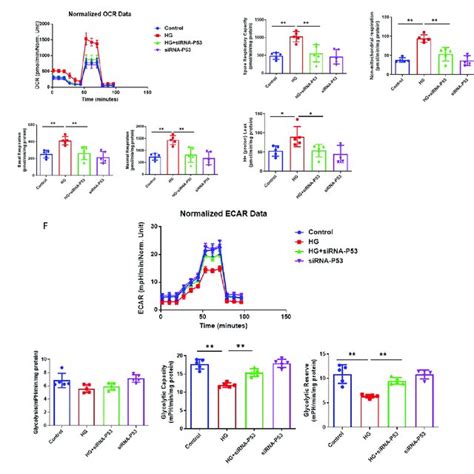 Sirt3 Blunts Hg Induced P53 Expression And Modulates Hypoxic Signaling