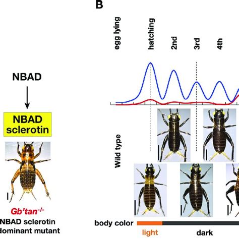 Pathway Of Melanin And Sclerotin Biosynthesis In Insects Dopamine