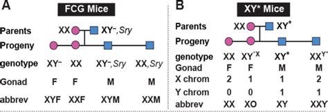 Sex Hormones And Sex Chromosomes Cause Sex Differences In The