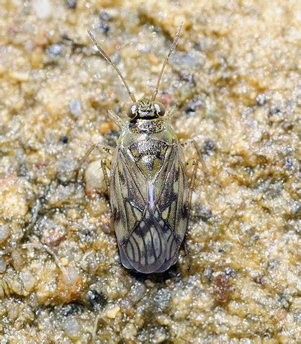 Pentacora Sphacelata · Inaturalist