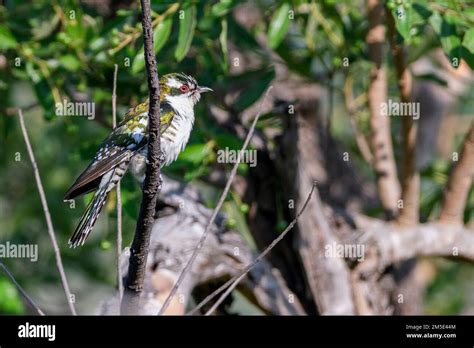 Diederik Cuckoo Chrysococcyx Caprius From Berg En Dal Kruger Np