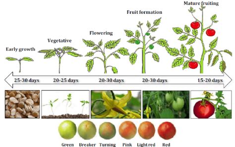 Tomato Determinate Indeterminate Growth At Bobby Gibson Blog