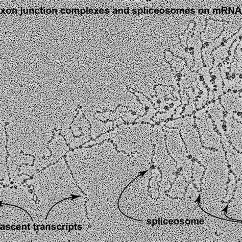 Nascent Transcripts Undergo Splicing During Transcription A Four Download Scientific Diagram