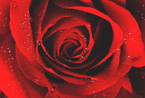 ¿dónde Vive La Rosa