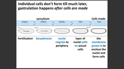 Biol 205 Lesson 7 Flashcards Quizlet