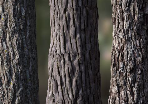 Seamless Pine Tree Bark Texture