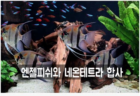 열대어 엔젤피쉬어항에 네온테트라 합사시켜 키우기 네이버 블로그