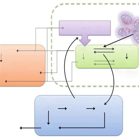 The Heme Biosynthetic Pathway In The Mitochondria And Cytoplasm Heme