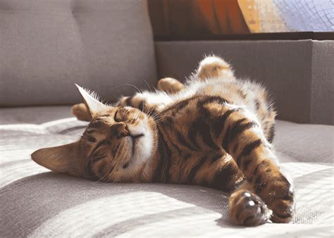 ¿qué No Pueden Comer Los Gatos Y Qué Sí Pueden Comer Blog Felinus