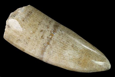 2 8 Polished Fossil Horn Coral Morocco 142681 For Sale