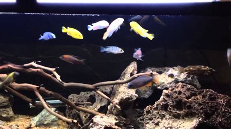 60 Gallon African Cichlid Tank Youtube