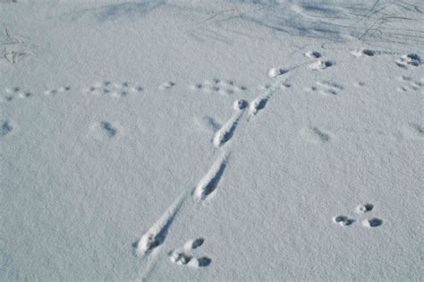 Finding Animal Tracks Nature Manitoba