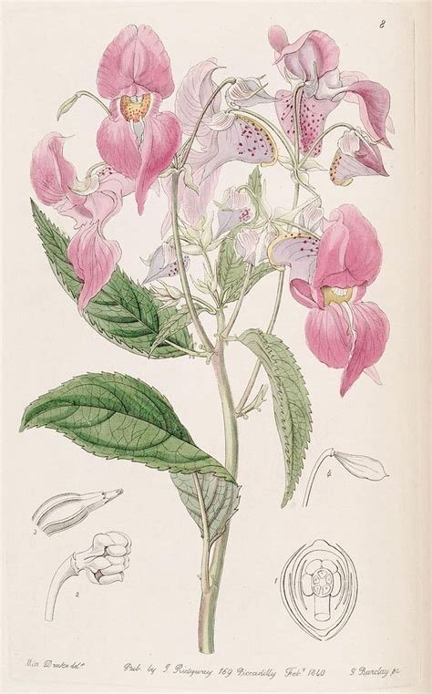 Botanical Drawings Botanical Painting Flower Illustration