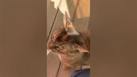대장고양이 유혹하는법 고양이 캠핑장고양이 냥아치 Youtube