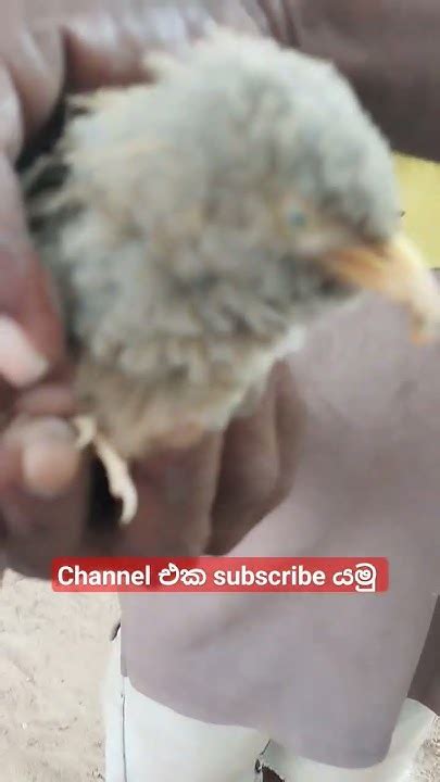 කුරුලු පැටියට උන දේ 😱 Viral Youtube