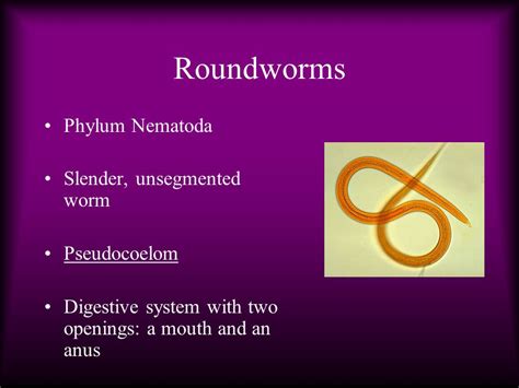 Worms And Mollusks Biology I Chapter Ppt Download