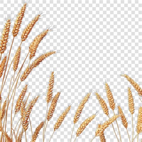 Wheat Realistic Premium Ai Generated Image