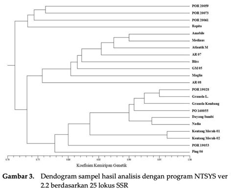 Gambar 3 Dendogram Sampel Hasil Analisis Dengan Program Ntsys Ver 22
