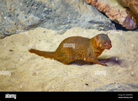 A Mongoose Is A Small Terrestrial Carnivorous Mammal Belonging To The
