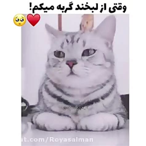 گربه ناز