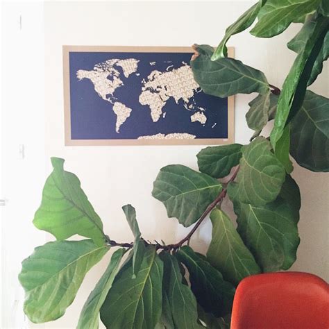 Orange And Park Fiddle Leaf Fig Tree Styling
