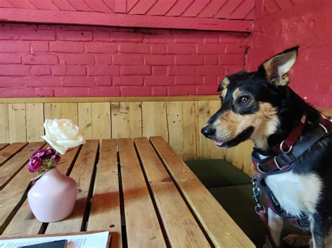 London Dog Owners Warned To Vaccinate Animals After Nine Deaths From