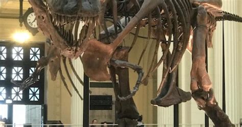 Sue The T Rex Returns To Public Display At Field Museum On December 21 Cbs Chicago