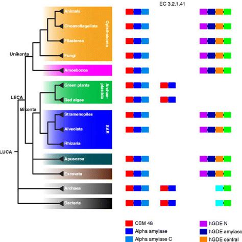 Domain And Three Dimensional Structure Of The Human Glycogen Branching Download Scientific