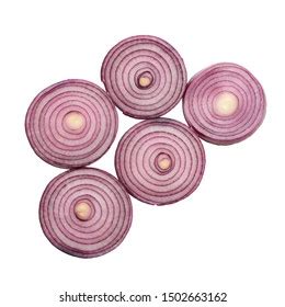 Leucoplast Amyloplast Starch Storage Plastid Stock Vector Royalty Free