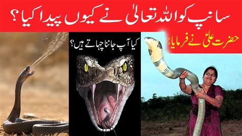 Hazrat Ali Ra Ne Farmaya Allah Ne Saanp Ko Kyun Paida Kiya
