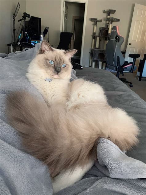 Рэгдолл кошка с человеком картинки и фото Koshka Top