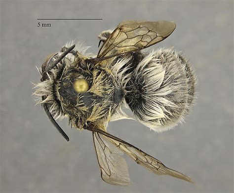Anthophora Bugguide Net