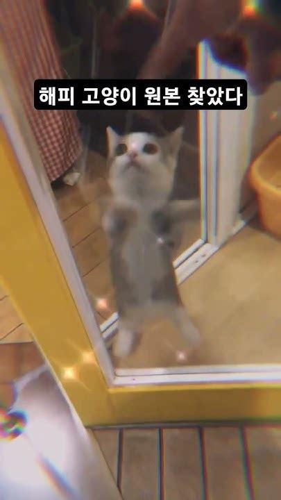 해피 고양이 원본 찾았다 Youtube