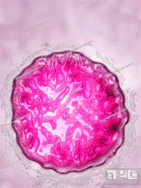 Hepatitis C Virus Hcv Image Produced Using High Dynamic Range