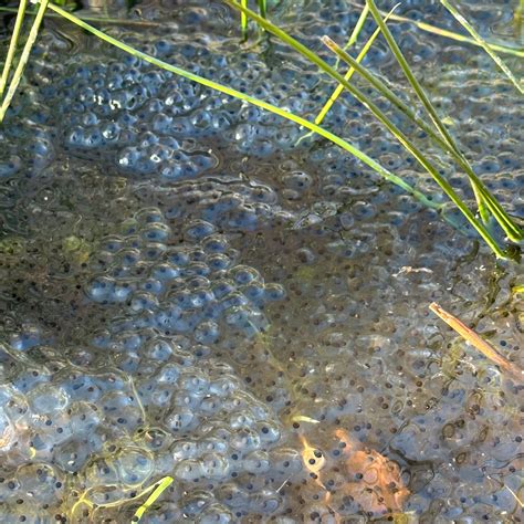 How To Tell The Difference Between Frogspawn And Toadspawn — Great English Outdoors