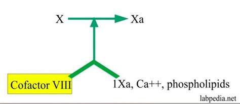 Coagulation Part Ii Flashcards Quizlet