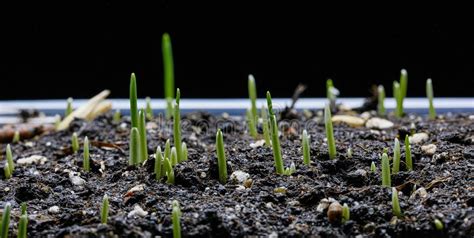 Oat Grass Growing On Black Background Germination And Growth Of Grass Stock Image Image Of
