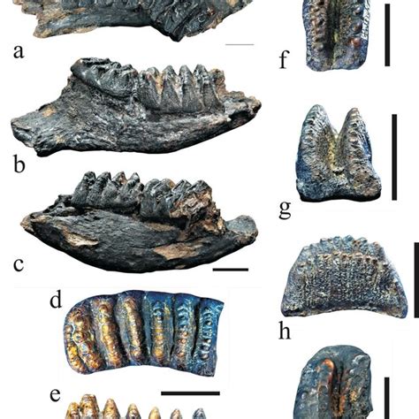 Pdf Proboscidean Fossils Mammalia From The Quaternary Deposits On