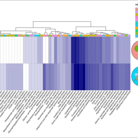 Functional Profiling Of Prokaryotic Viruses A Heatmap Showing