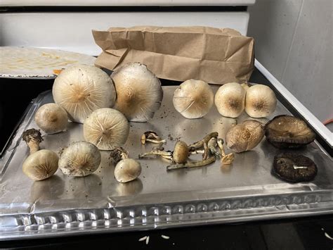 Sum Pretty Cubes Rshroomid
