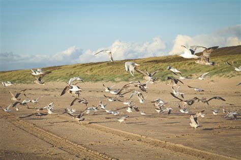 갈매기 바다 해변 Pixabay의 무료 사진 Pixabay