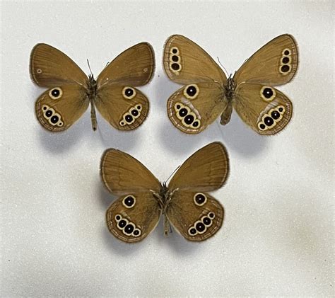 やや傷や汚れあり国産蝶標本 絶滅産地静岡県浜北市のヒメヒカゲの落札情報詳細 ヤフオク落札価格検索 オークフリー
