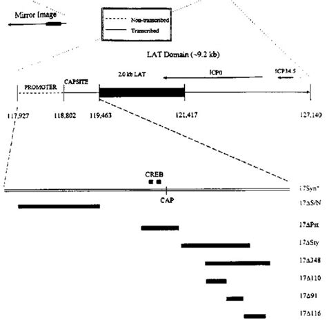 Pdf The Latency Associated Transcripts Lat Of Herpes Simplex Virus