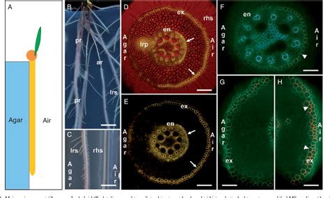 Figure 1 From Asymmetrical Development Of Root Endodermis And Exodermis In Reaction To Abiotic