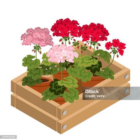 관엽 식물 장식 상자에 제라늄 등각 투영 벡터 그림입니다 0명에 대한 스톡 벡터 아트 및 기타 이미지 0명 3차원 형태